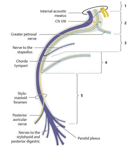 Cranial Nerve 7 Flashcards Quizlet