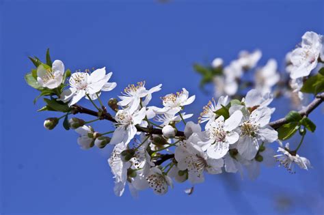 картинки дерево природа филиал цвести фрукты лепесток Пища