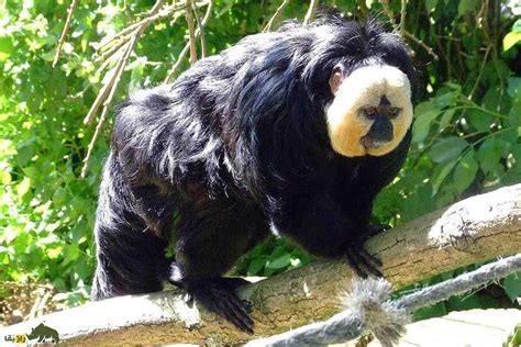 میمون‌ ساکی؛ عجیب‌ترین میمون جهان که مثل عروسک است و برای رفع خستگی