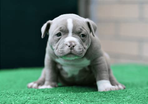 Common American Bully Skin Problems