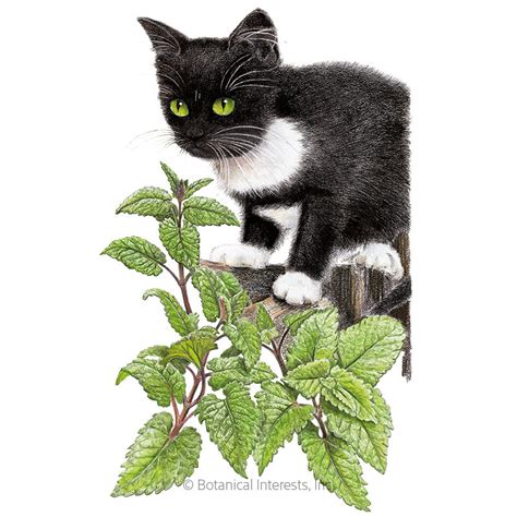 Plants That Repel Mosquitoes Earth Friendly Tips