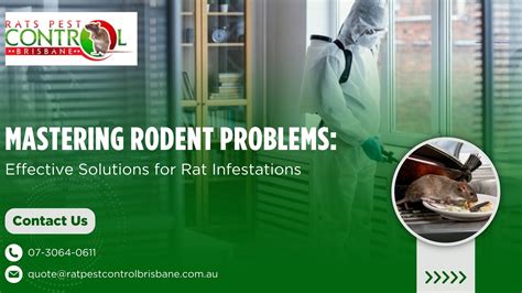 Mastering Rodent Problems Effective Solutions For Rat Infestations