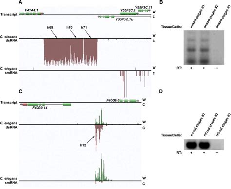 Global Analysis Of Rna Secondary Structure In Two Metazoans Cell Reports