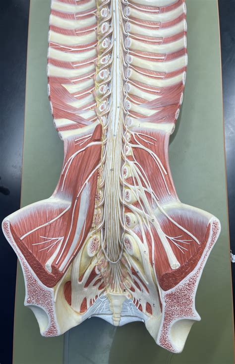 Lumbar Plexus Diagram Quizlet