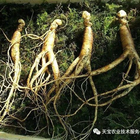 人参常见病虫害一定提前防治取胜的秘诀在这 管理
