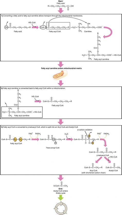 ไตรกลีเซอร์ไรด์ Triglyceride คืออะไร มีประโยชน์และโทษอย่างไร 2566
