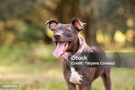 Cute Pitbull Mix Puppy