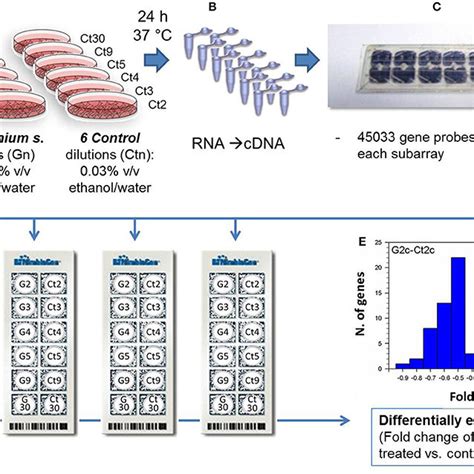 Workflow Of The Main Steps Of The Dna Microarray Experiments Aimed To