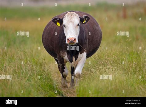 Pregnant Cow