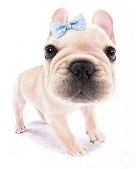 法鬥犬的10大優點，難怪那麼多人養，一點都不過分！ 每日頭條