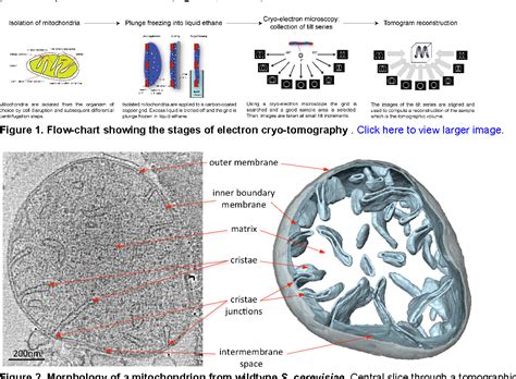 Atp Synthase Electron Microscope