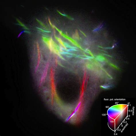 OpenPolScope Polarized Fluorescence