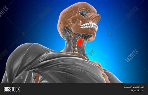 Thyrohyoid Muscle Image And Photo Free Trial Bigstock
