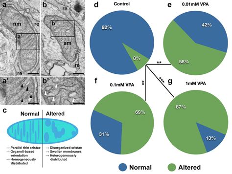 Pa Increases The Number Of Altered Mitochondria Normal Mitochondria