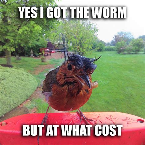 Early Bird Gets Wet Rbestofbirdbuddy