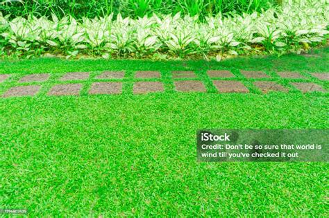 신선한 녹색 잔디 마당에 사각형 라테라이트 디딤돌 정원의 부드러운 카펫 잔디와 관목의 산책로 패턴 0명에 대한 스톡 사진 및 기타 이미지 Istock