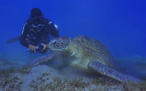 2022 Padi Aware Grantee Red Sea Project