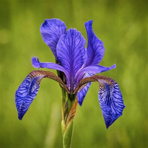 Blauwe Siberische Iris Iris Sibirica Bio Zaad