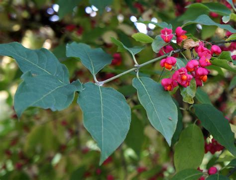 Бересклет домашний цветок (63 фото) - фото - картинки и рисунки ...