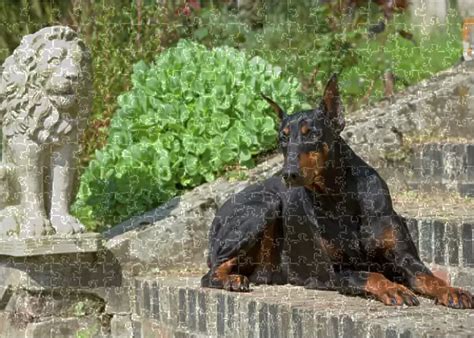 Jigsaw Puzzle Of Doberman Lying On Steps Media Storehouse