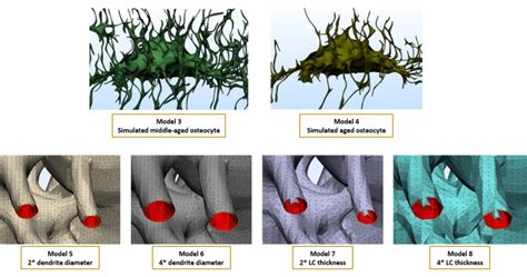 Analysis And Imaging Of Osteocytes