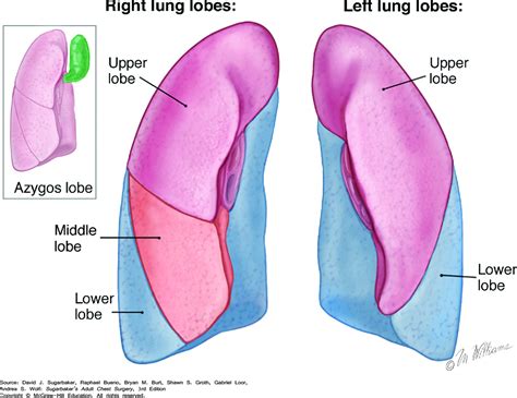 Left Lung Lobe Anatomy