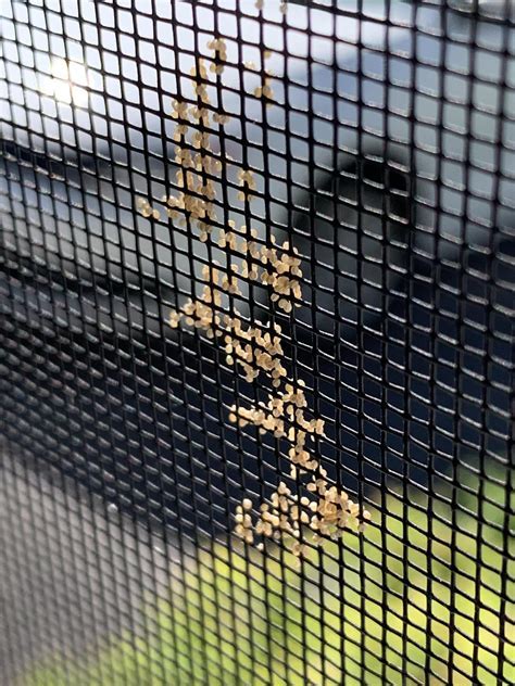 What Insects Lay Eggs On Window Screens
