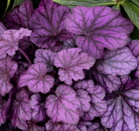 Гейхера Heuchera Wild Rose..