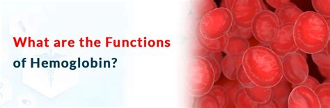What Are The Functions Of Hemoglobin Ganesh Diagnostic