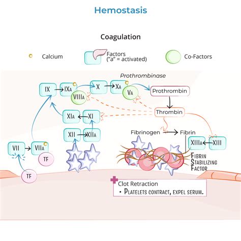 Physiology Glossary Hemostasis Advanced Ditki Medical And Biological