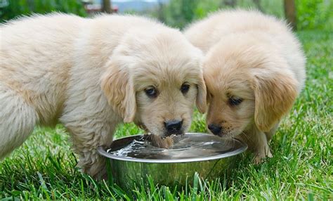 ¿cuánta Agua Beben Los Cachorros Recetas Barf