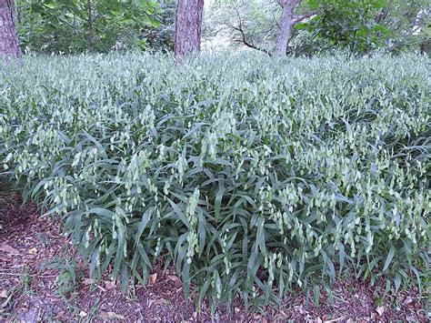 Chasmanthium Latifolium Northern Sea Oats Sugar Creek Gardens
