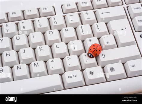 Ladybird Ladybug On Pc Keyboard As A Visual Metaphor For The