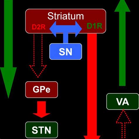 5 Simplified Version Of The Basal Ganglia Circuitry Arrow Color