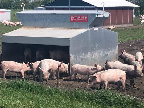 Køb Foderautomat til slagtegrise Grise øvrige produkter