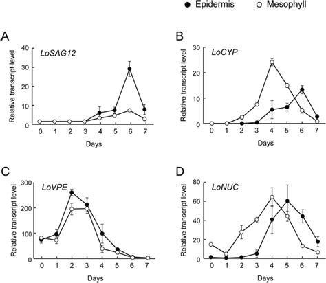 Mesophyll Cells Plos One