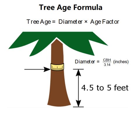 Tree Age Calculator Age Of Trees By Circumference