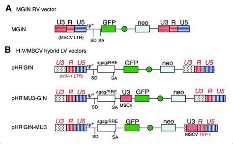 Schematic Diagrams Of The Mgin Rv And Hivmscv Lv Vectors Used In This