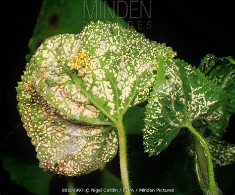 Albugo Candida Pdf
