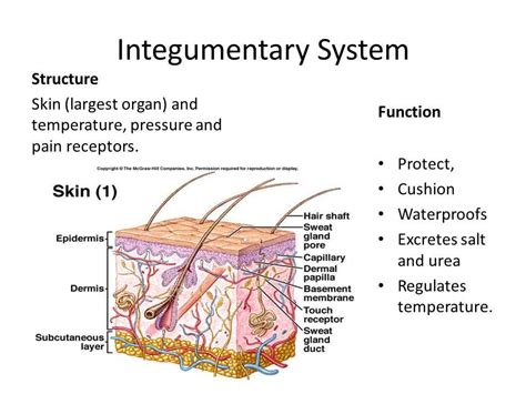 The Skin Integumentary System Unraveling Exercise 6 With Worksheet Answers