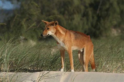 Australian Dingo