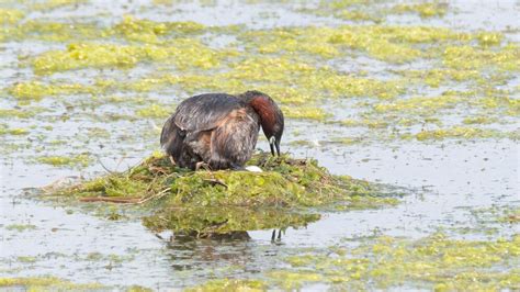 Premium Photo Little Grebe Tending Her Eggs In Her Floating Nest