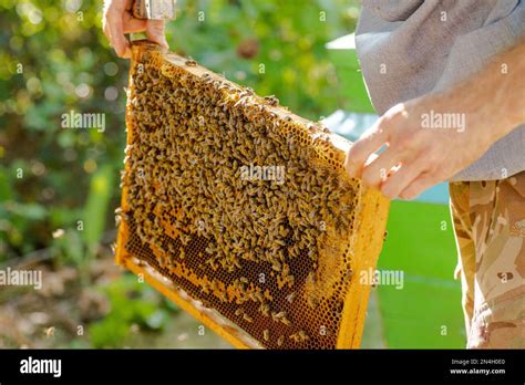 Removed From Hive Bee Frame Wooden Bee Hive Frame With Few Worker
