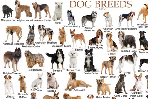 Types Of Dog Breeds For Dog Lovers And Veterinarians Poster Etsy