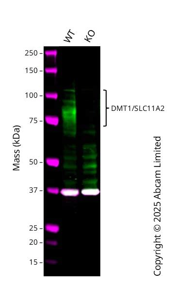 Anti Dmt1 Antibody 4c6 Ab55735 Abcam