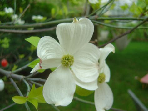Cornus Florida Markenbaumschulede