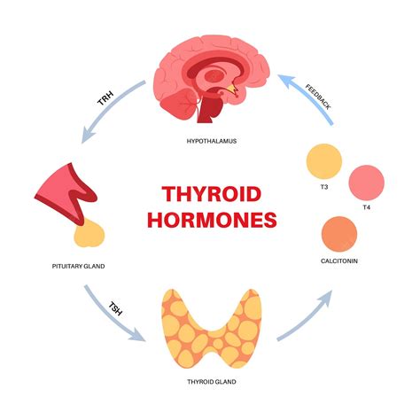 Premium Vector Thyroid Gland System Diagram T3 T4 Hormones And