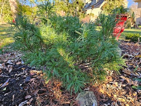 Pruning Needled Evergreens