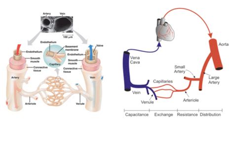 Macrocirculation Flashcards Quizlet