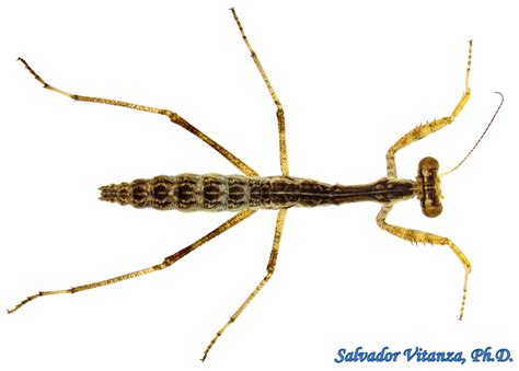 Mantodea Mantidae Stagmomantis Limbata Bordered Mantis Nymph C Urban Programs El Paso County